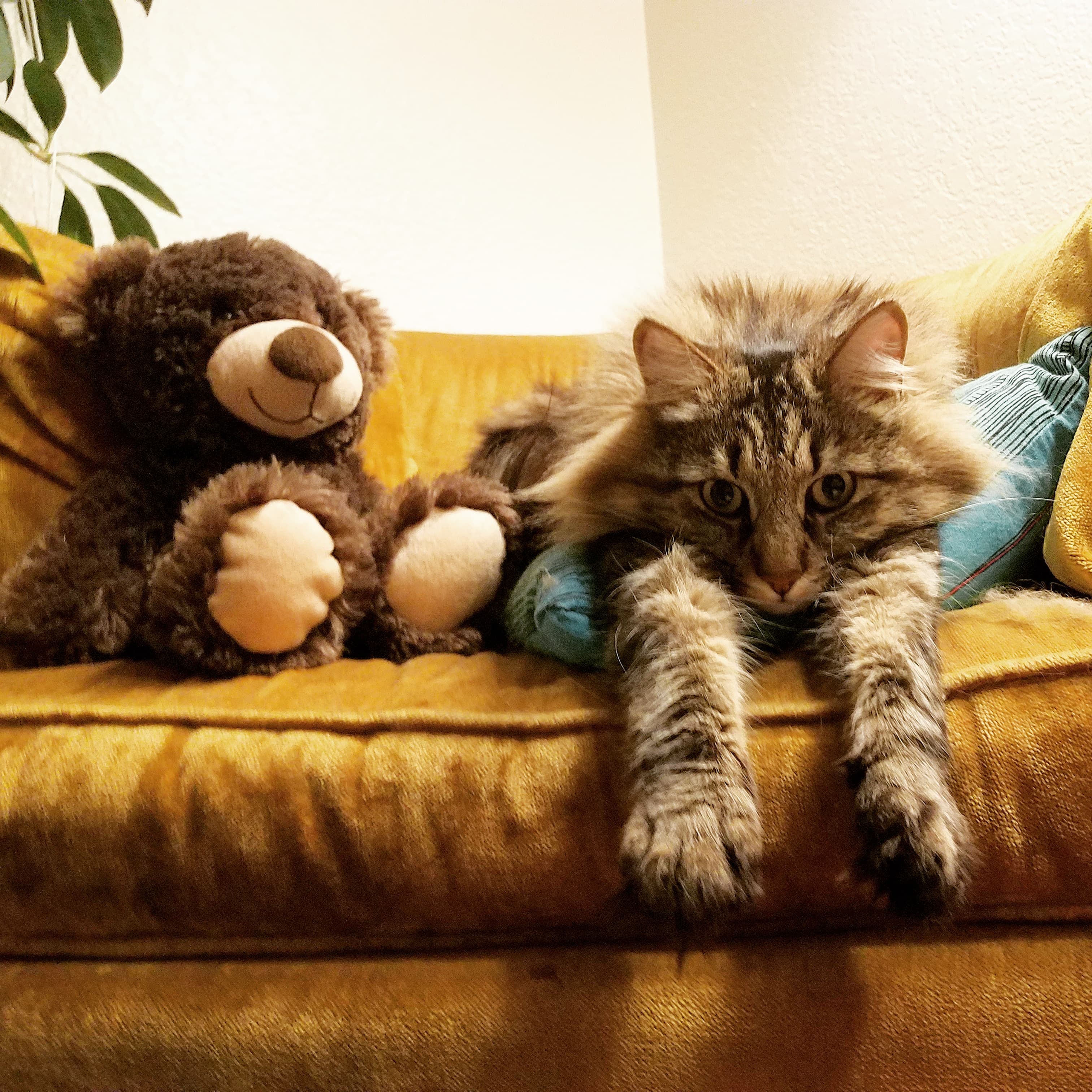 To My Chronic Cat, Who’s Incurable. Just Like Me | BeingCharis